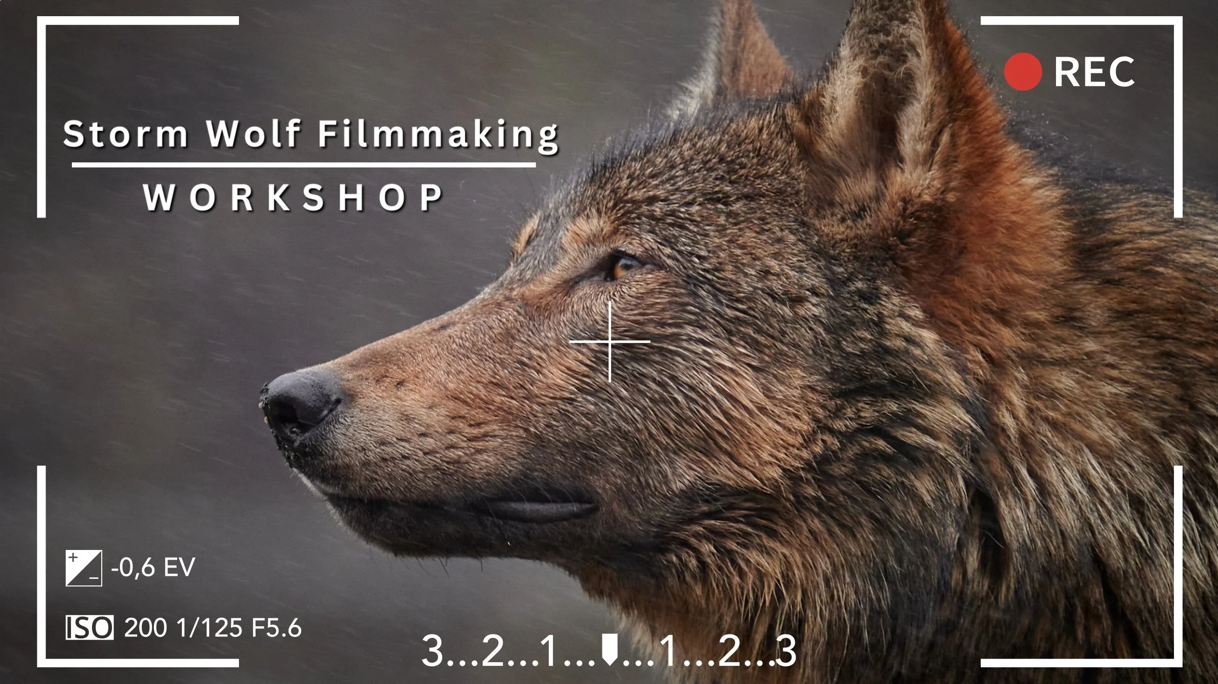 wildlife-cinematography-workshop-sea-wolves-untamed-coastal